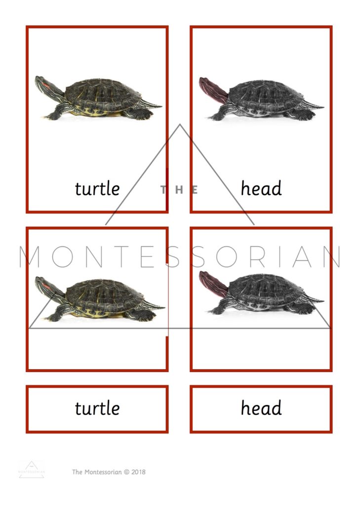 Turtle Three Part Cards (PDF) – The Montessorian