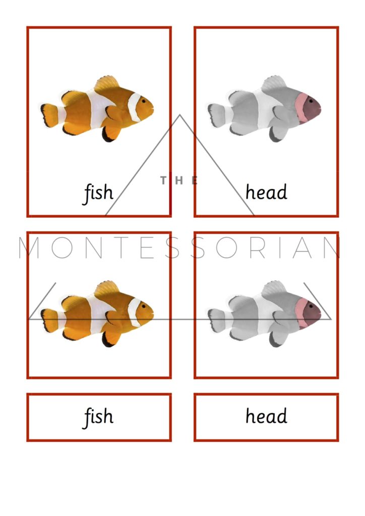 Fish Three Part Cards (PDF) – The Montessorian