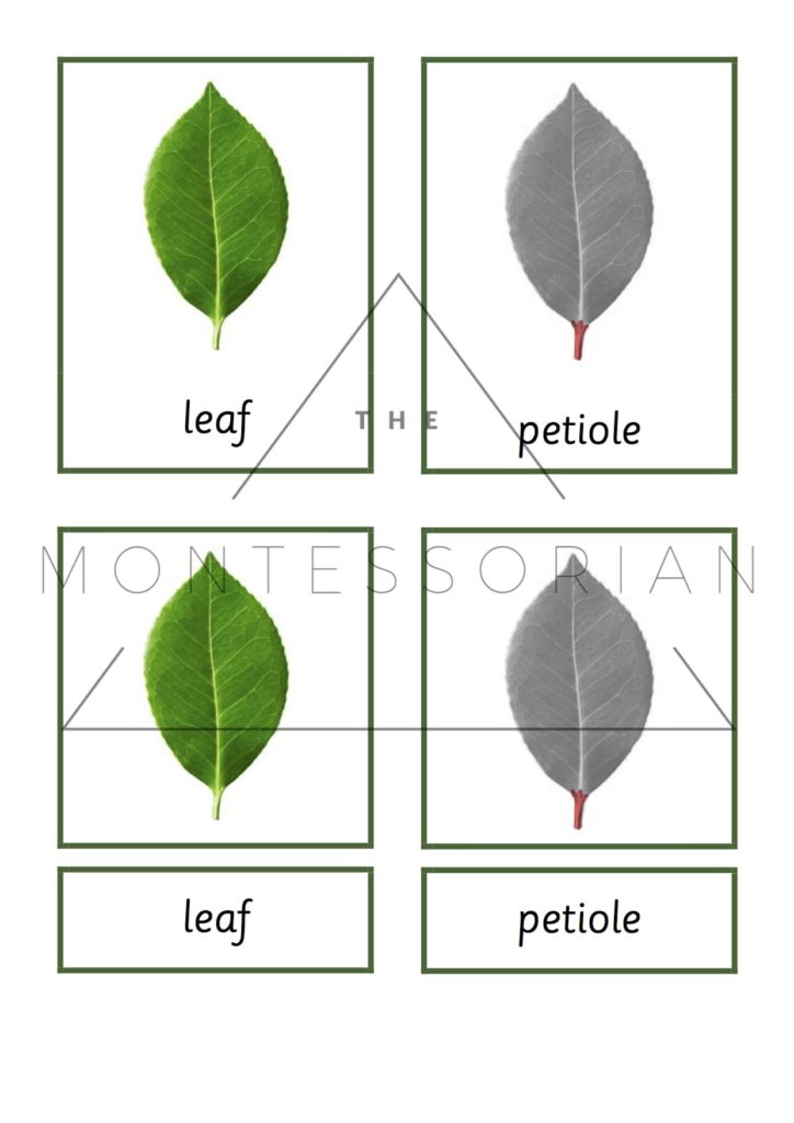 Leaf Three Part Cards (PDF) – The Montessorian