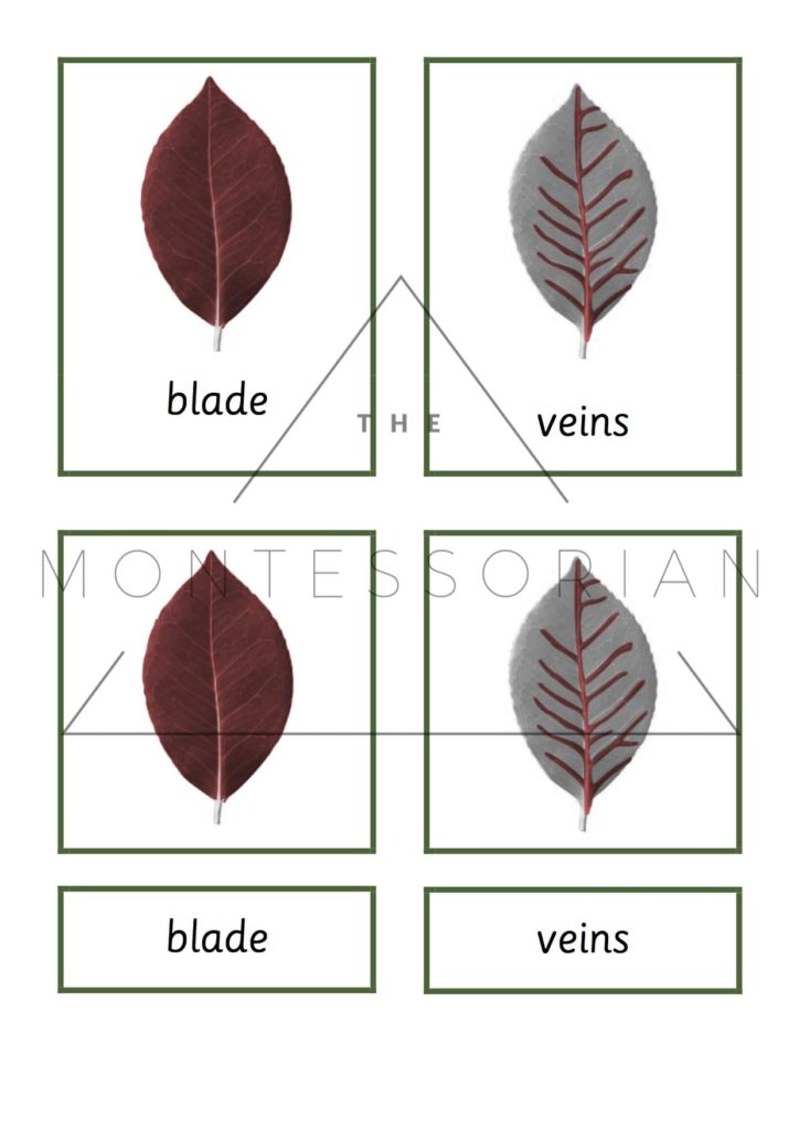 Leaf Three Part Cards (PDF) – The Montessorian