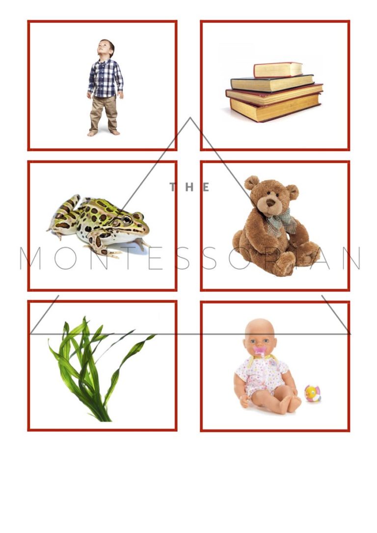 Living and Non-Living Sorting Cards (PDF) – The Montessorian