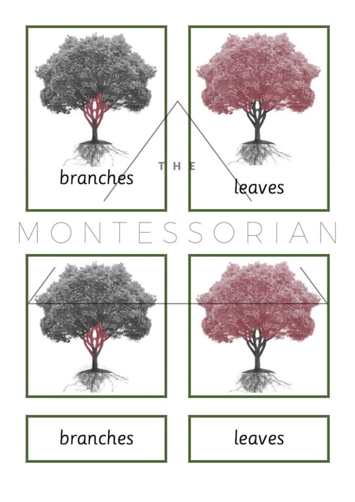 Tree Three Part Cards (PDF) – The Montessorian