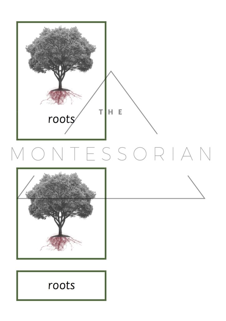 Tree Three Part Cards (PDF) – The Montessorian
